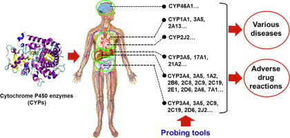 Cytochrome P450 Enzyme I – harmonyvials