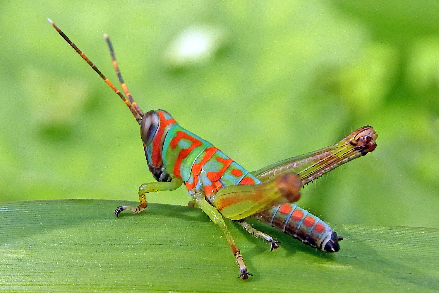 Arthropoda | Custom Electromagnetic Signature Vials – harmonyvials