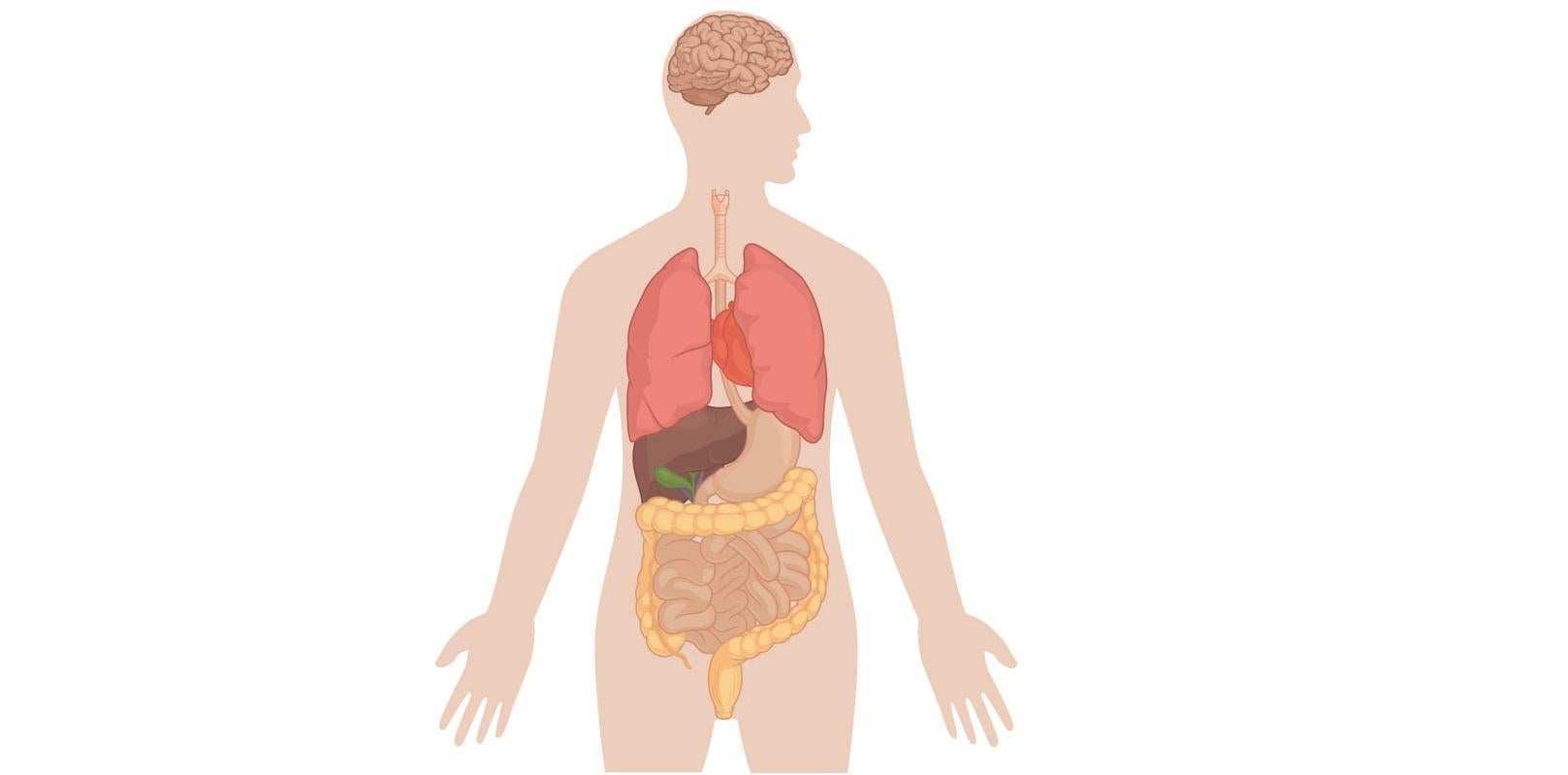 Body Parts | Custom Electromagnetic Signature Vials – harmonyvials