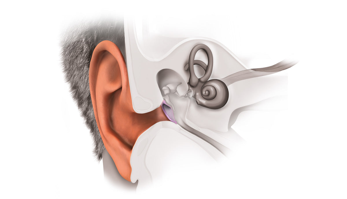 Ears and Hearing | Custom Electromagnetic Signature Vials – harmonyvials
