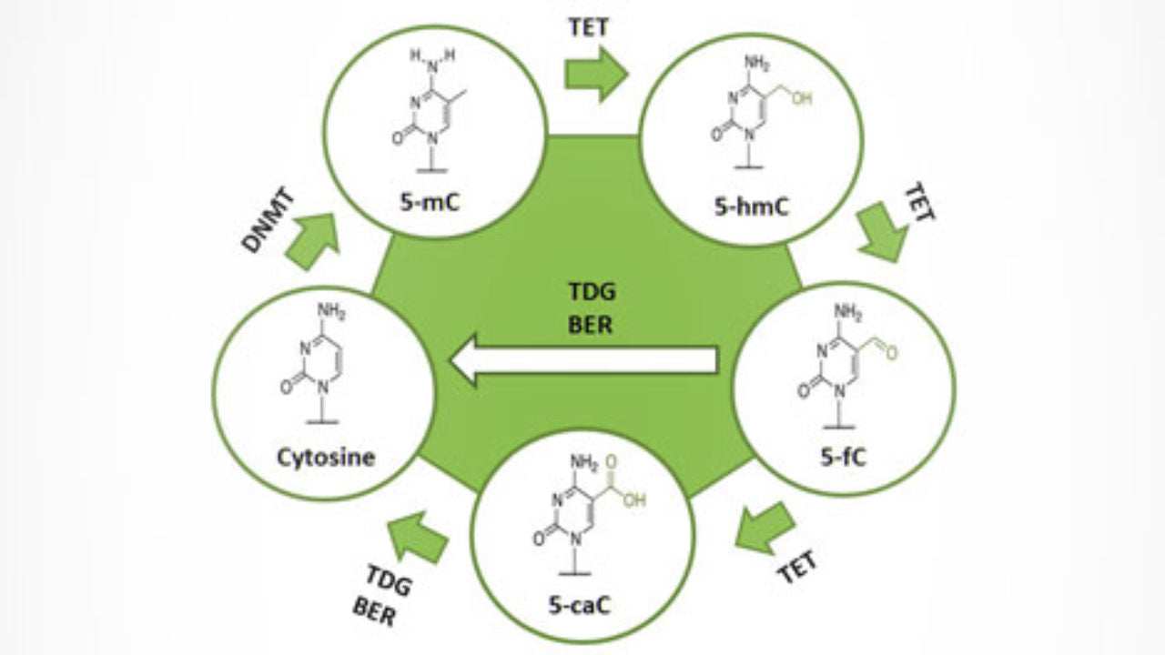 Complete Vial Test Kit for Bio Energetics | Methylation Cycle | Harmony ...