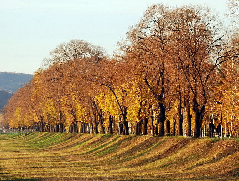 Late Summer / Fall – harmonyvials